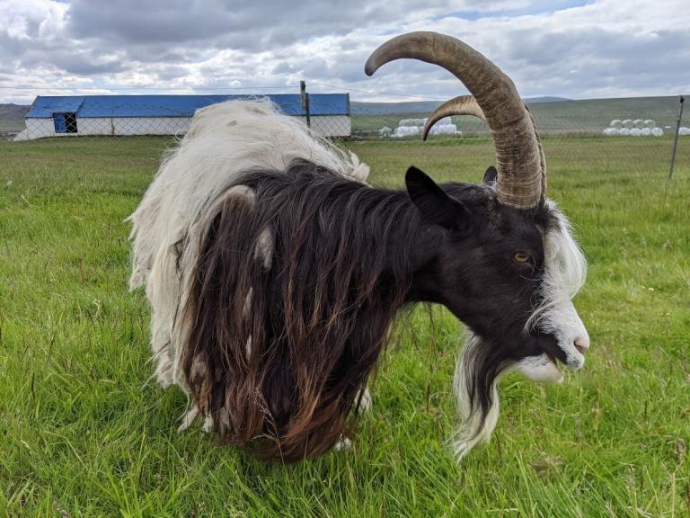 The Icelandic goat is the GOAT! - visit this family friendly farm